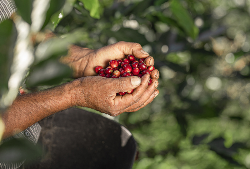 Julius Meinl: Bio und Fairtrade – neue, doppelt zertifizierte Kaffees ...