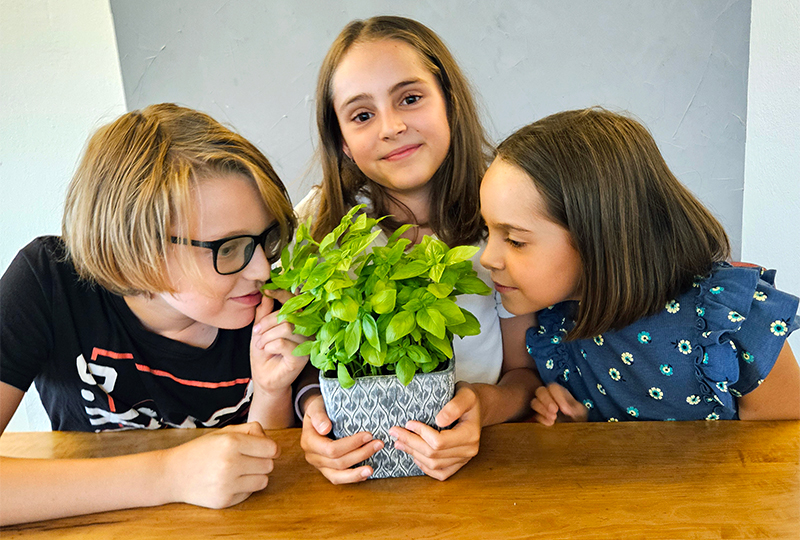 Superkräfte auf dem Teller: Kids erforschen die Helden der Pflanzenwelt ...